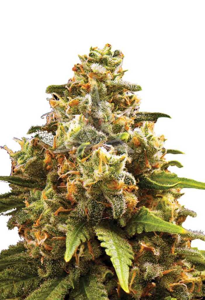 OG Kush Autoflower 5 Pack – Western Mass Hydroponics